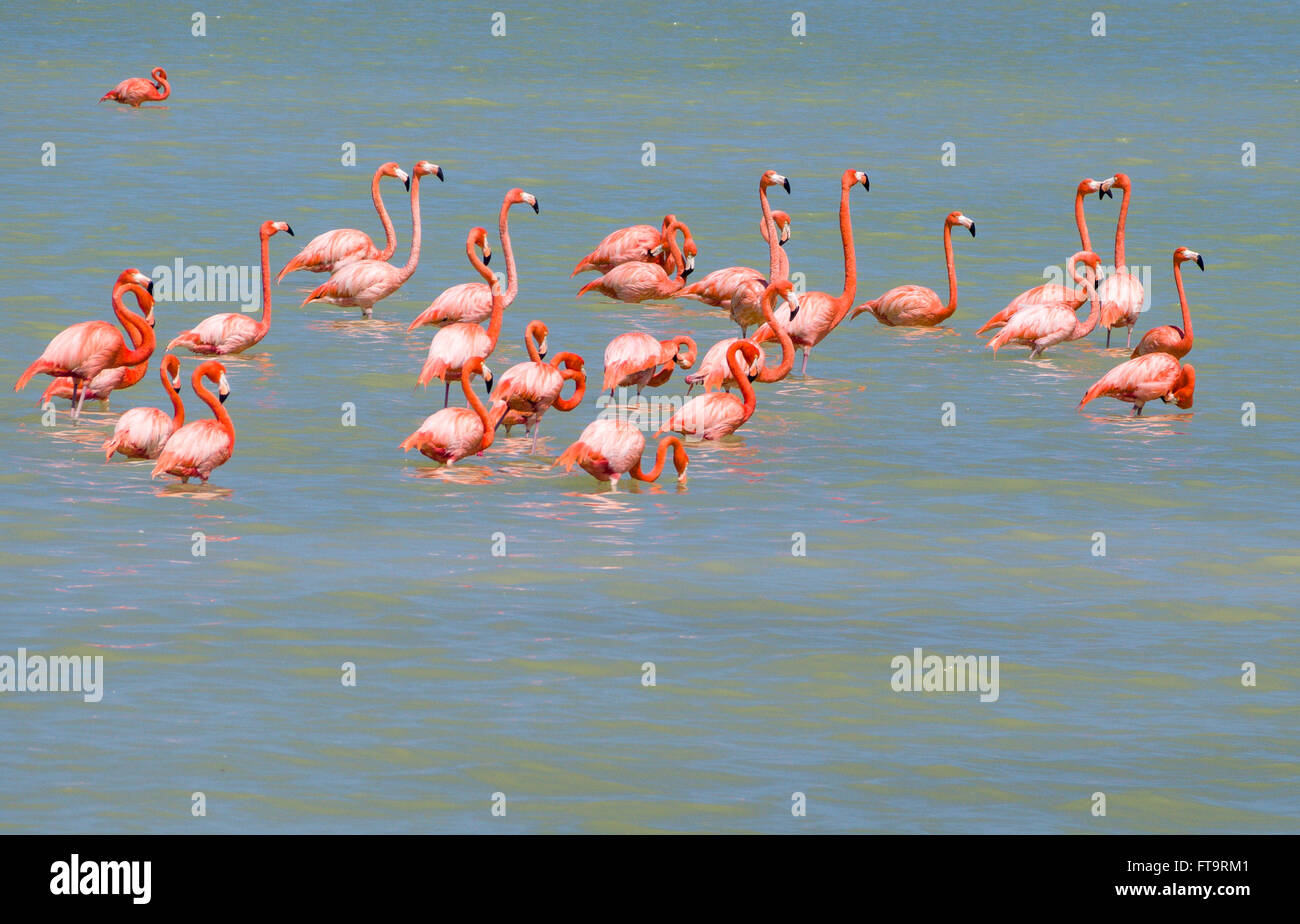 Bright Flamingo Flock. A small flock of flamingos rests and preens in ...