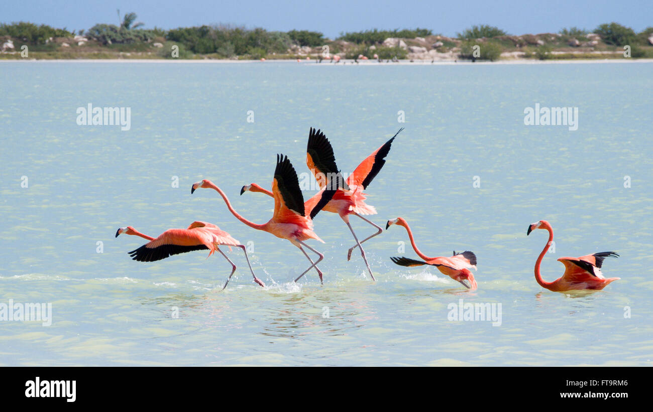 Flamingos in Flight. A small flock of five flamingos takes flight over ...