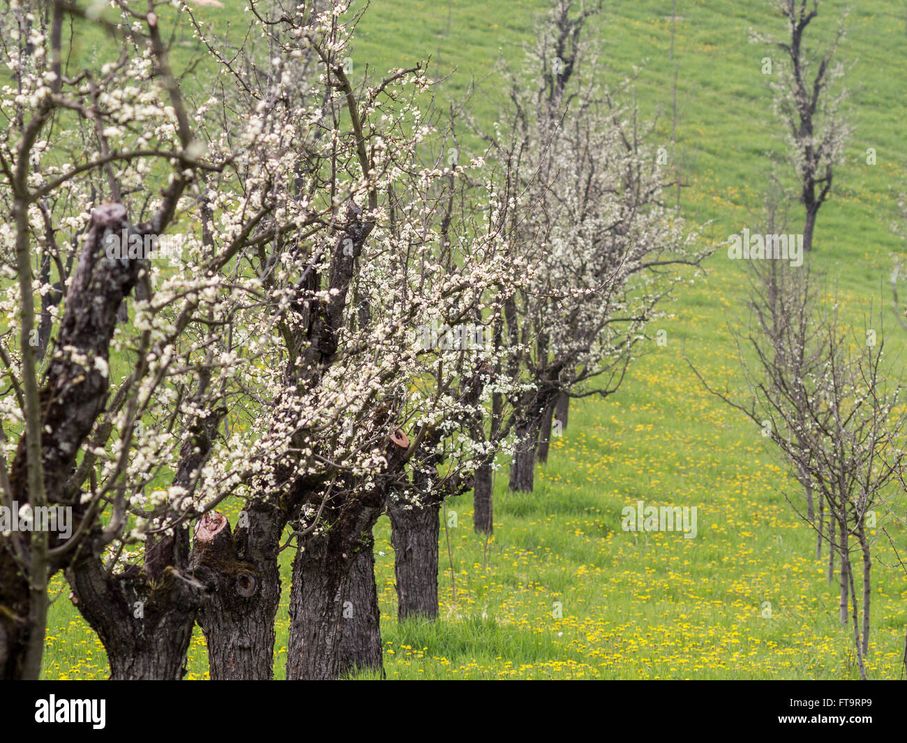 The old plum trees hi-res stock photography and images - Alamy