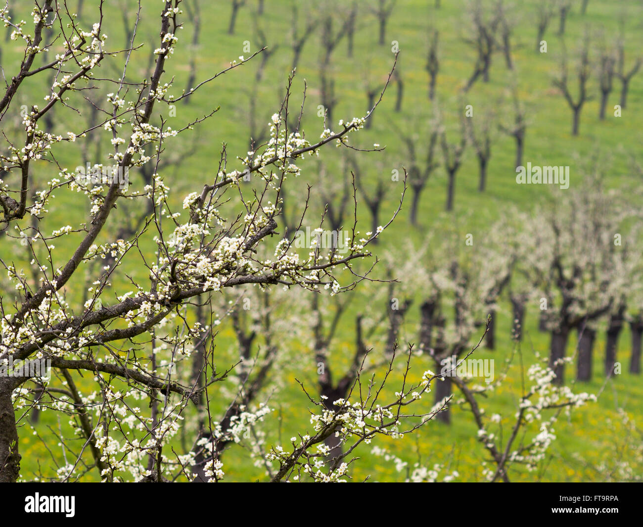 Plum Trees in Blossom. Old plum trees for prune making in blossom. One ...
