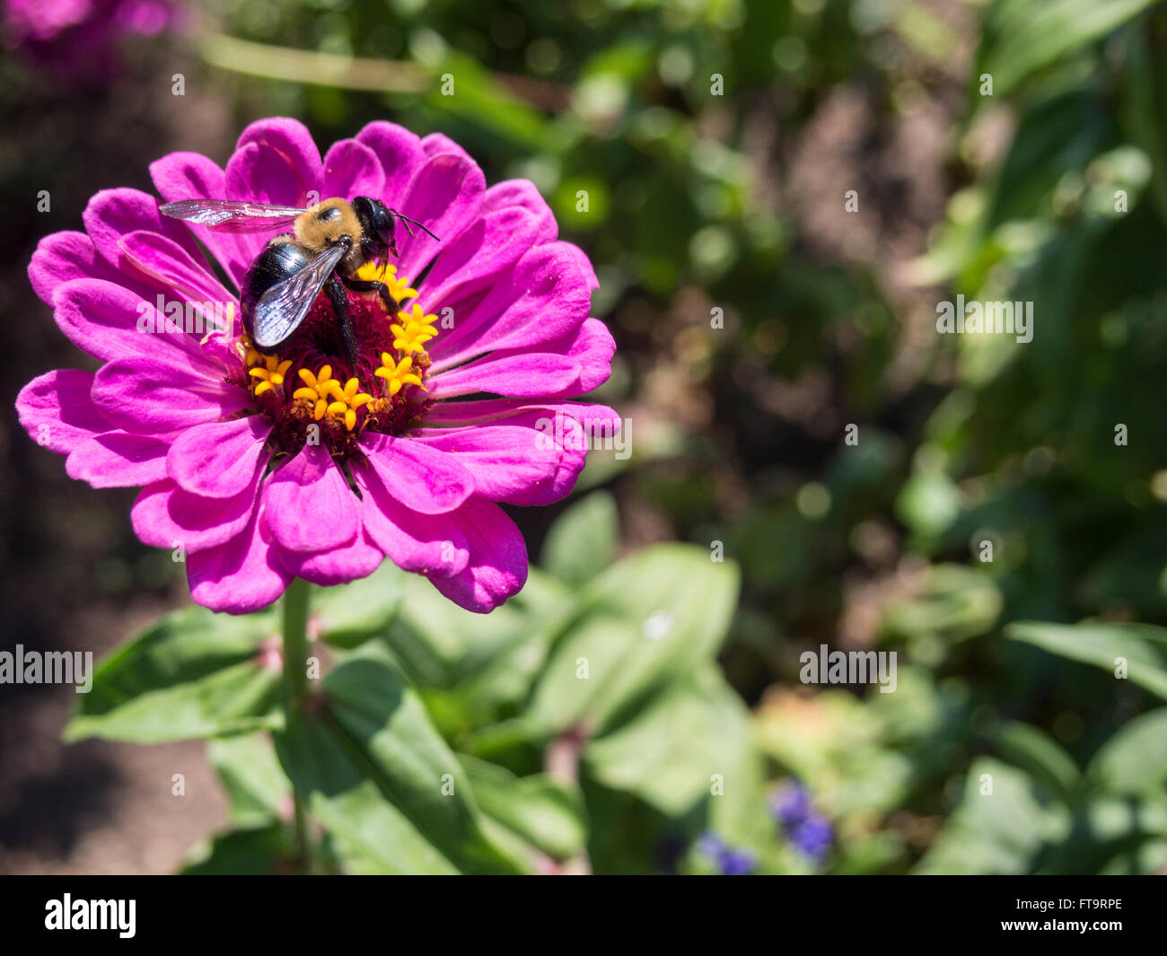 Xylocopa spp hi-res stock photography and images - Alamy