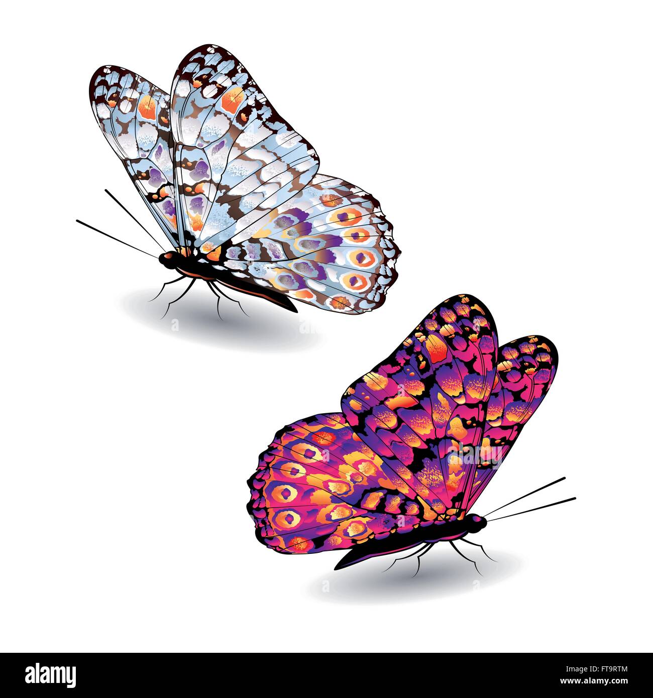 Two colorful butterflies Stock Vector Image & Art - Alamy