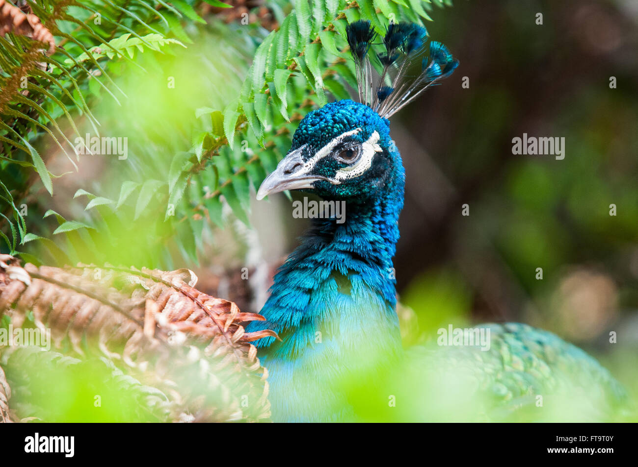 A closeup of a male Indian Peacock (Pavo cristatus) in the forest ...