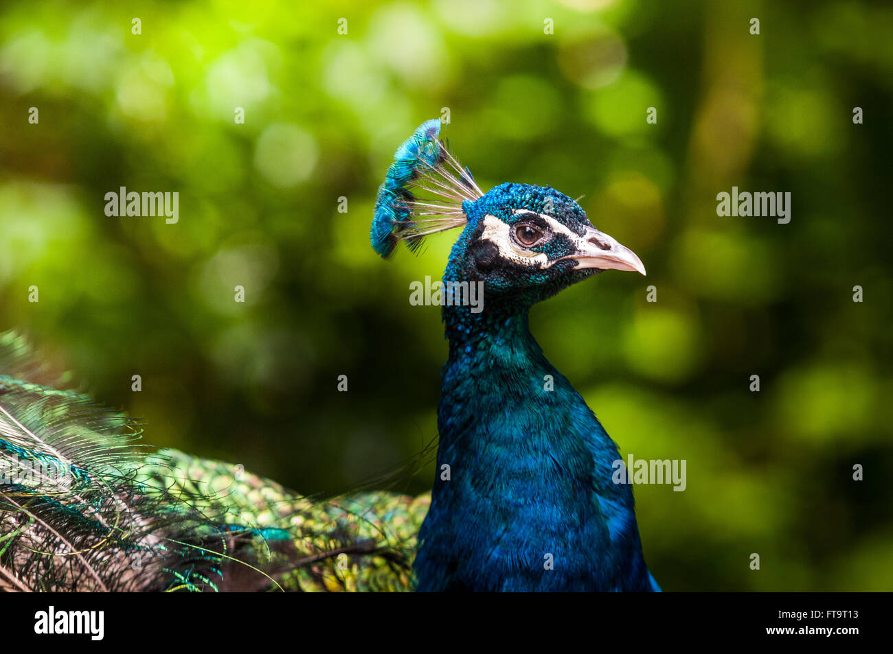 Indian peafowl pavo cristatus in hi-res stock photography and images ...