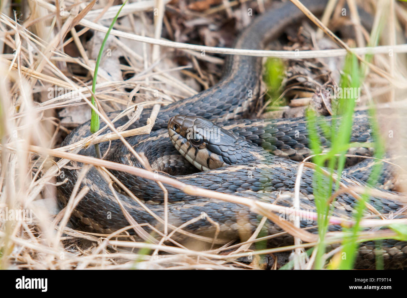 A common Garter Snake (Thamnophis sp.) coiled in the grass. Washington ...
