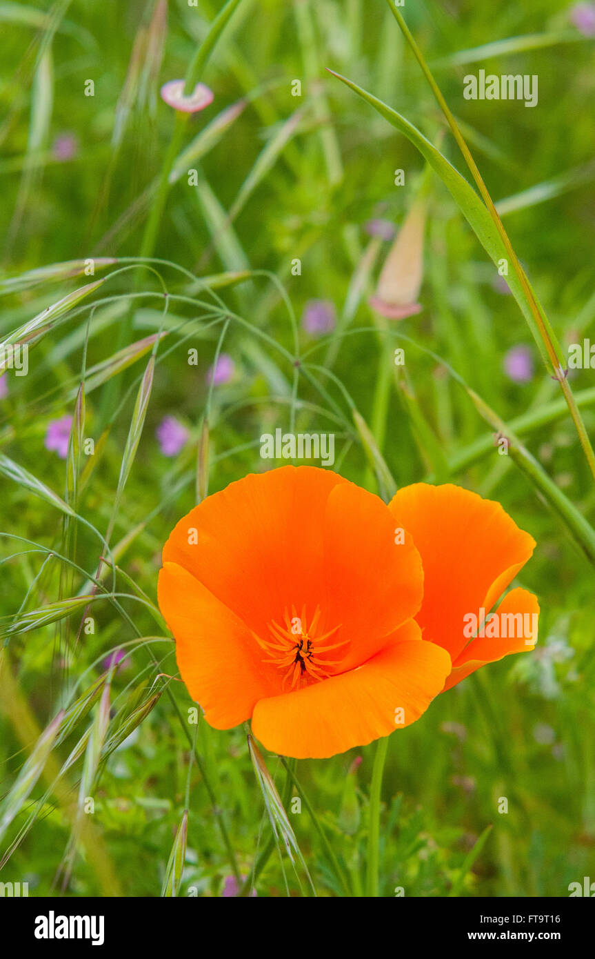 Golden Poppy High Resolution Stock Photography and Images - Alamy