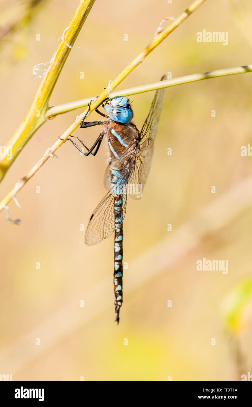 A common Blue-Eyed Darner (Rhionaeschna multicolor formerly Aeshna ...