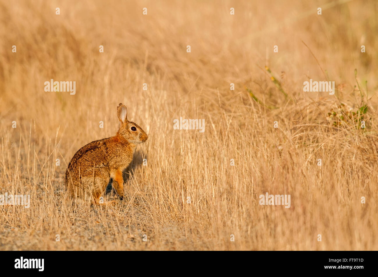 An Eastern Cottontail Rabbit (Sylvilagus floridanus) in a field of ...