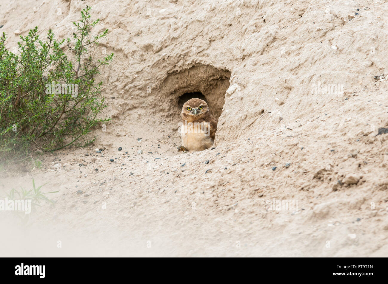 Bird in a burrow High Resolution Stock Photography and Images - Alamy