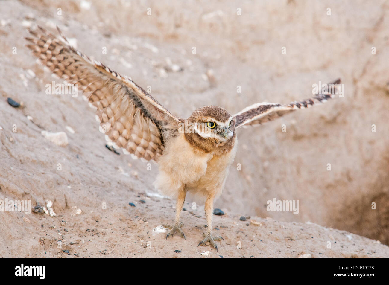 Burrowing Owl Flying