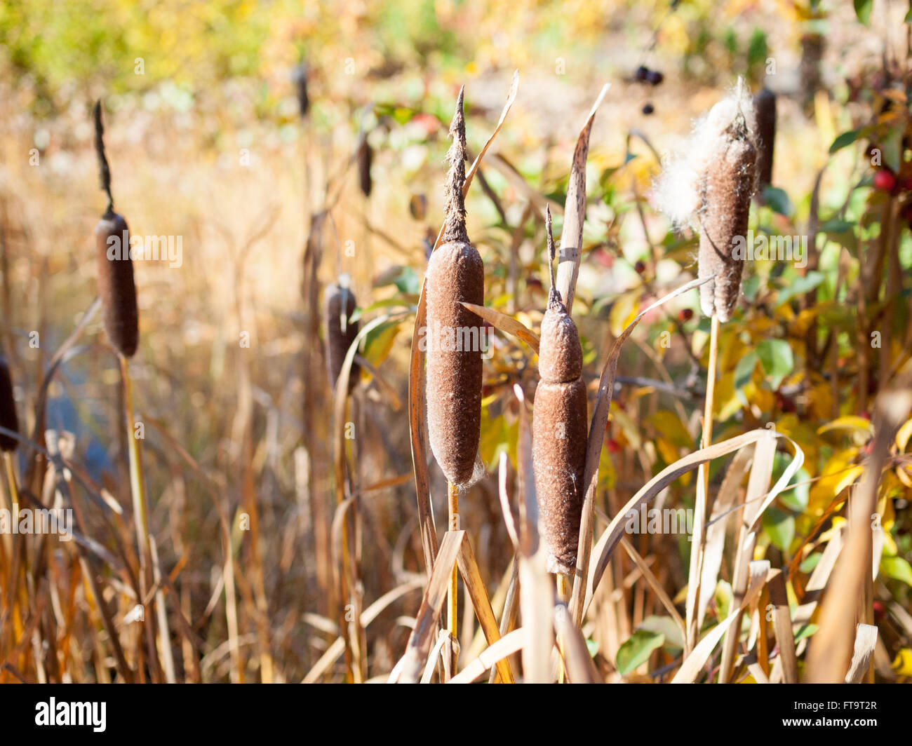 Common cattail (Typha latifolia) in fall. Saskatoon, Saskatchewan ...