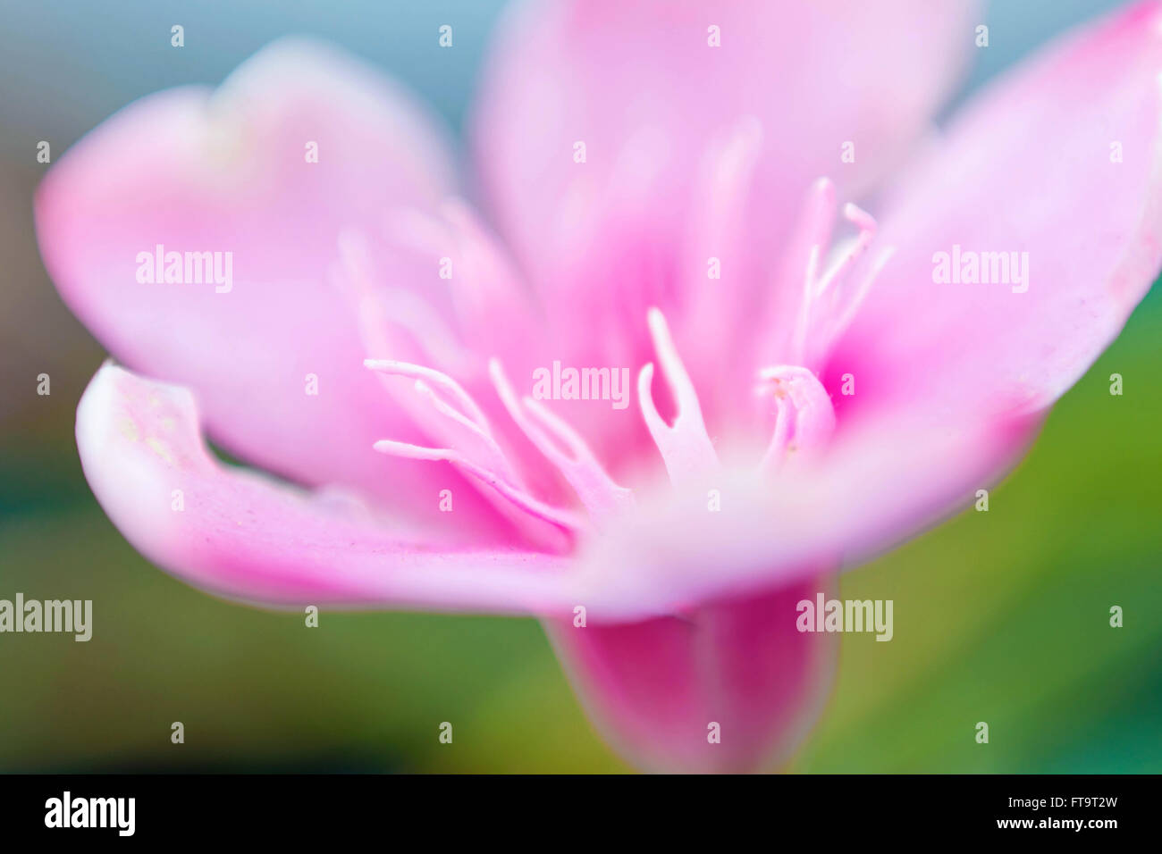 Nerium Flower (Arali Stock Photo - Alamy