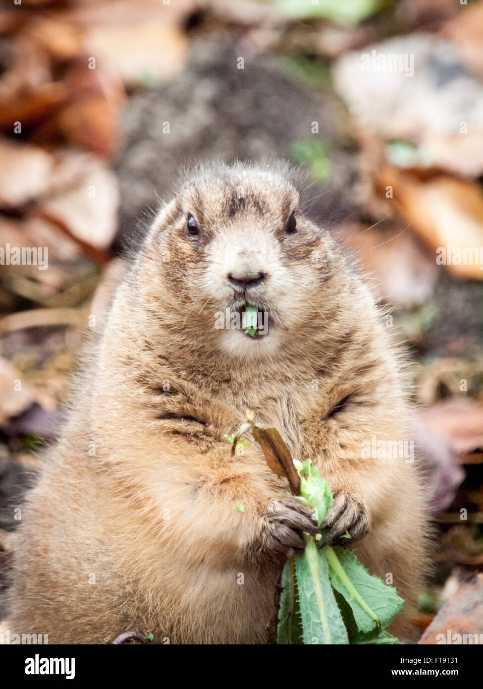 An obese Black-tailed prairie dog (Cynomys ludovicianus) feeding on ...