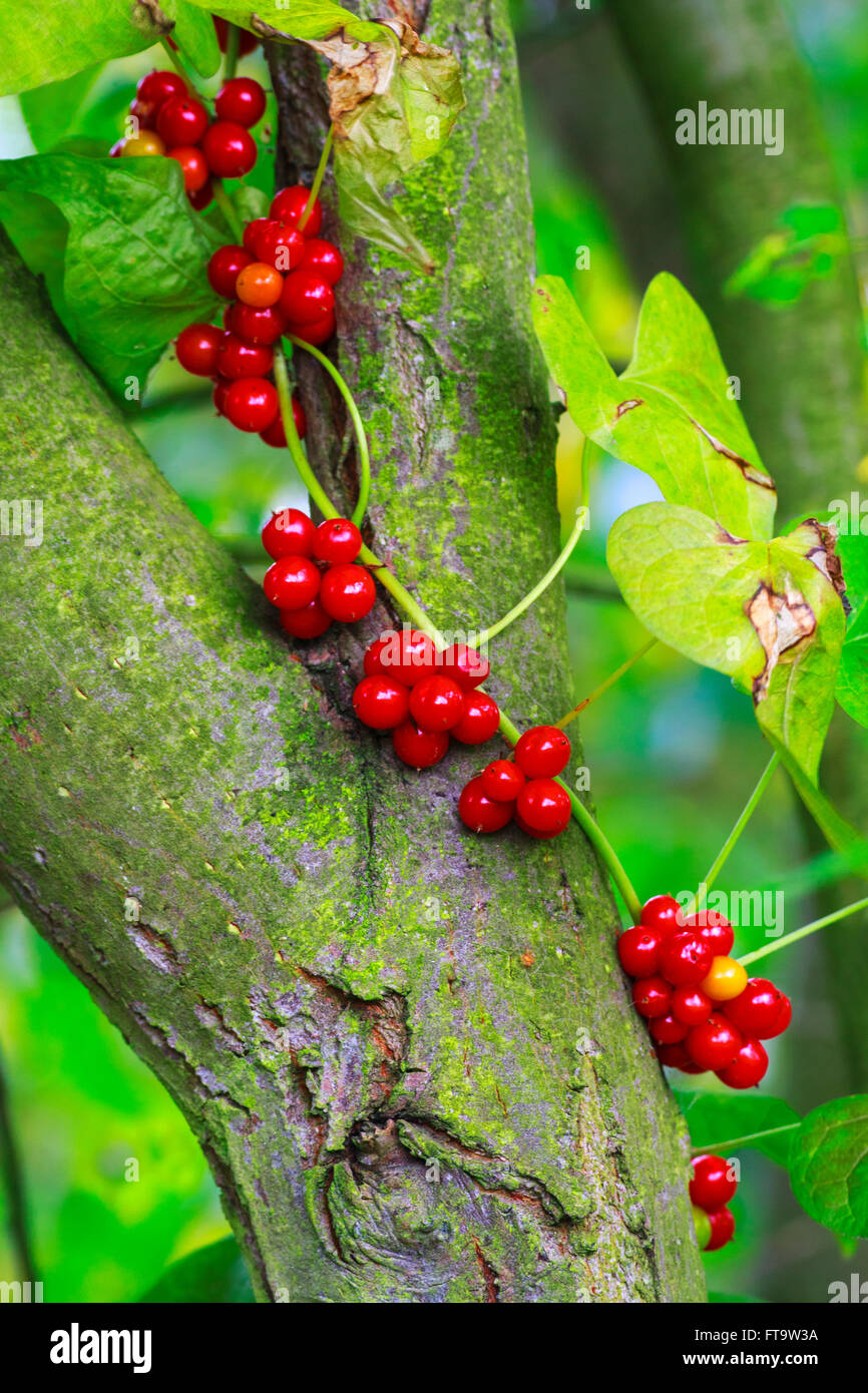 Black Bryony Tamus communis ripe berries Stock Photo - Alamy
