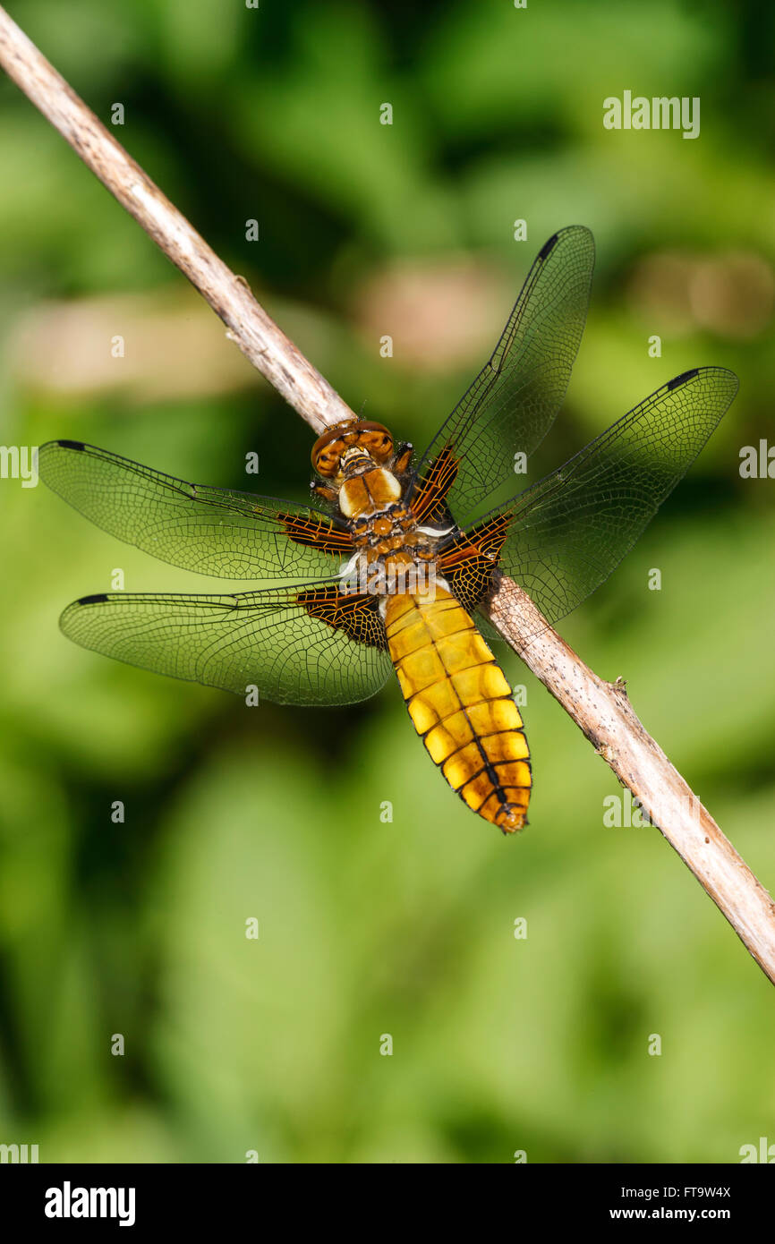 Broad-bodied Chaser adult female Stock Photo - Alamy