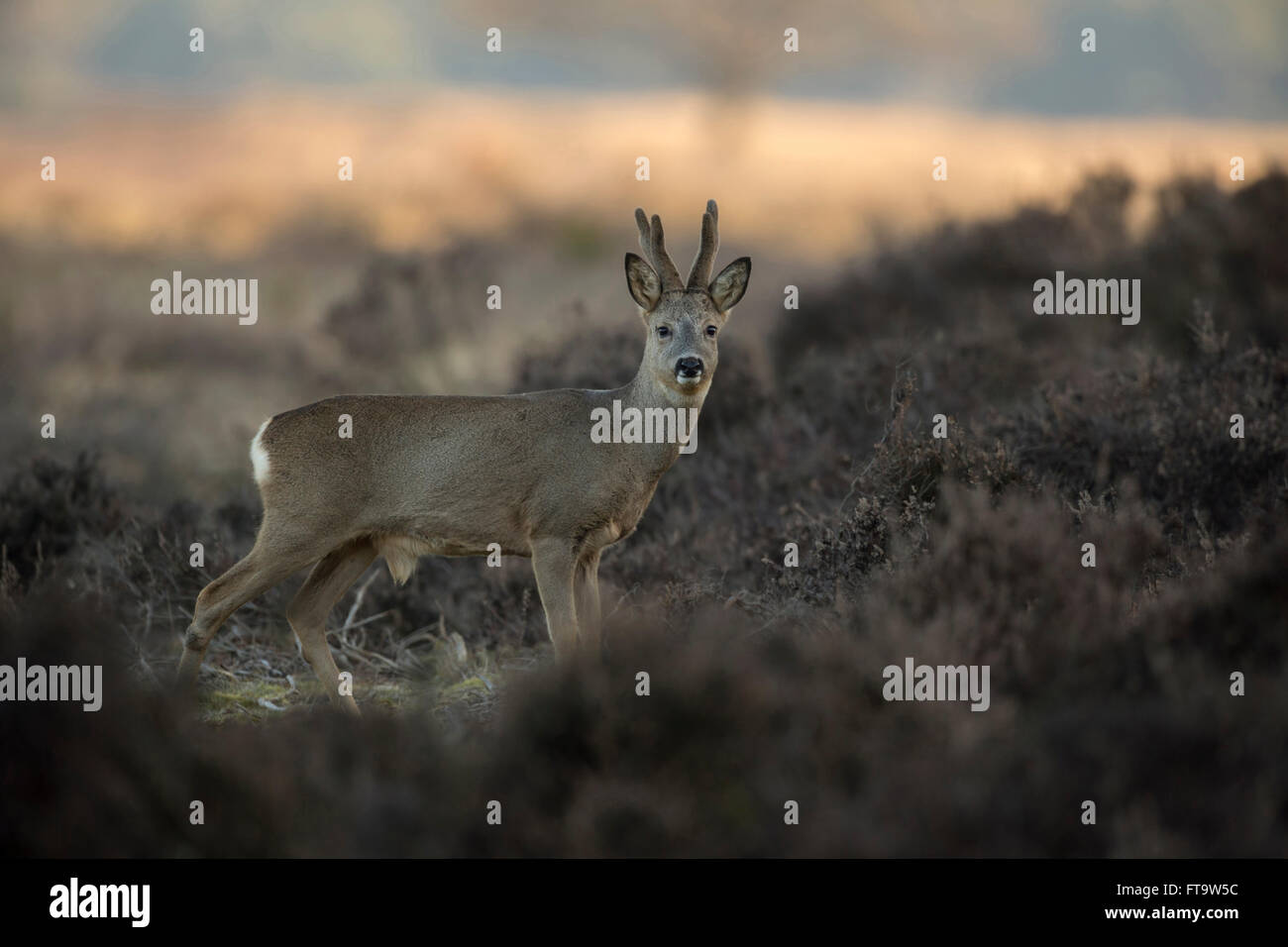 Roe deer / Reh ( Capreolus capreolus ), adult buck, regrowing antlers ...