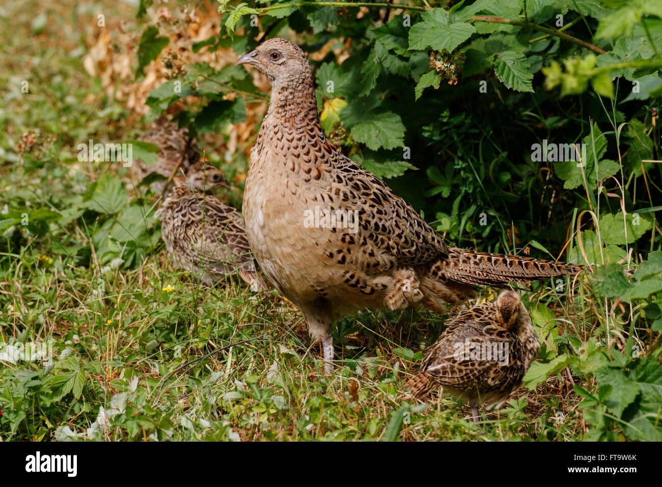Common Pheasant Phasianus colchicus adult female with chicks Stock ...