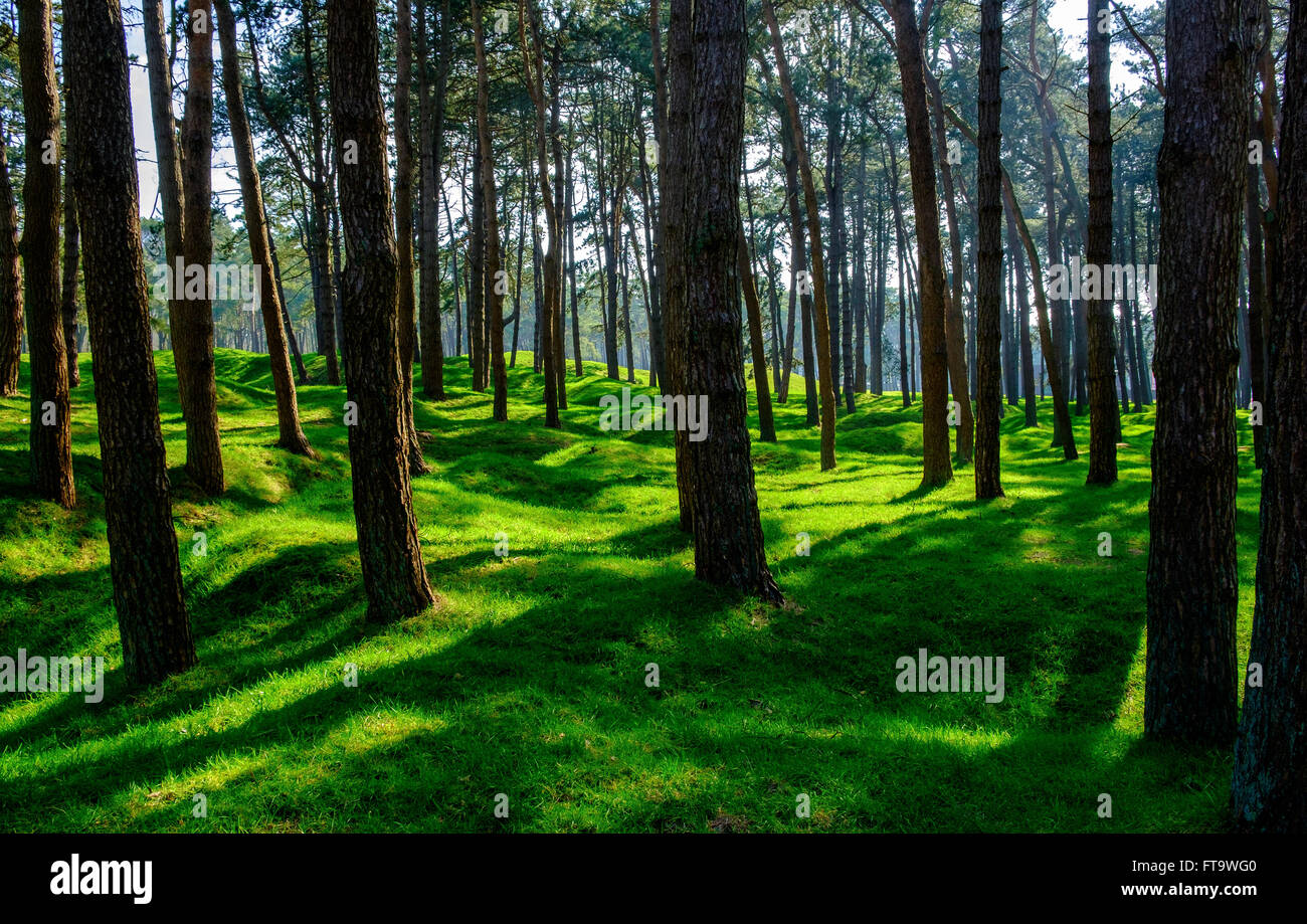 Shell craters hi-res stock photography and images - Alamy