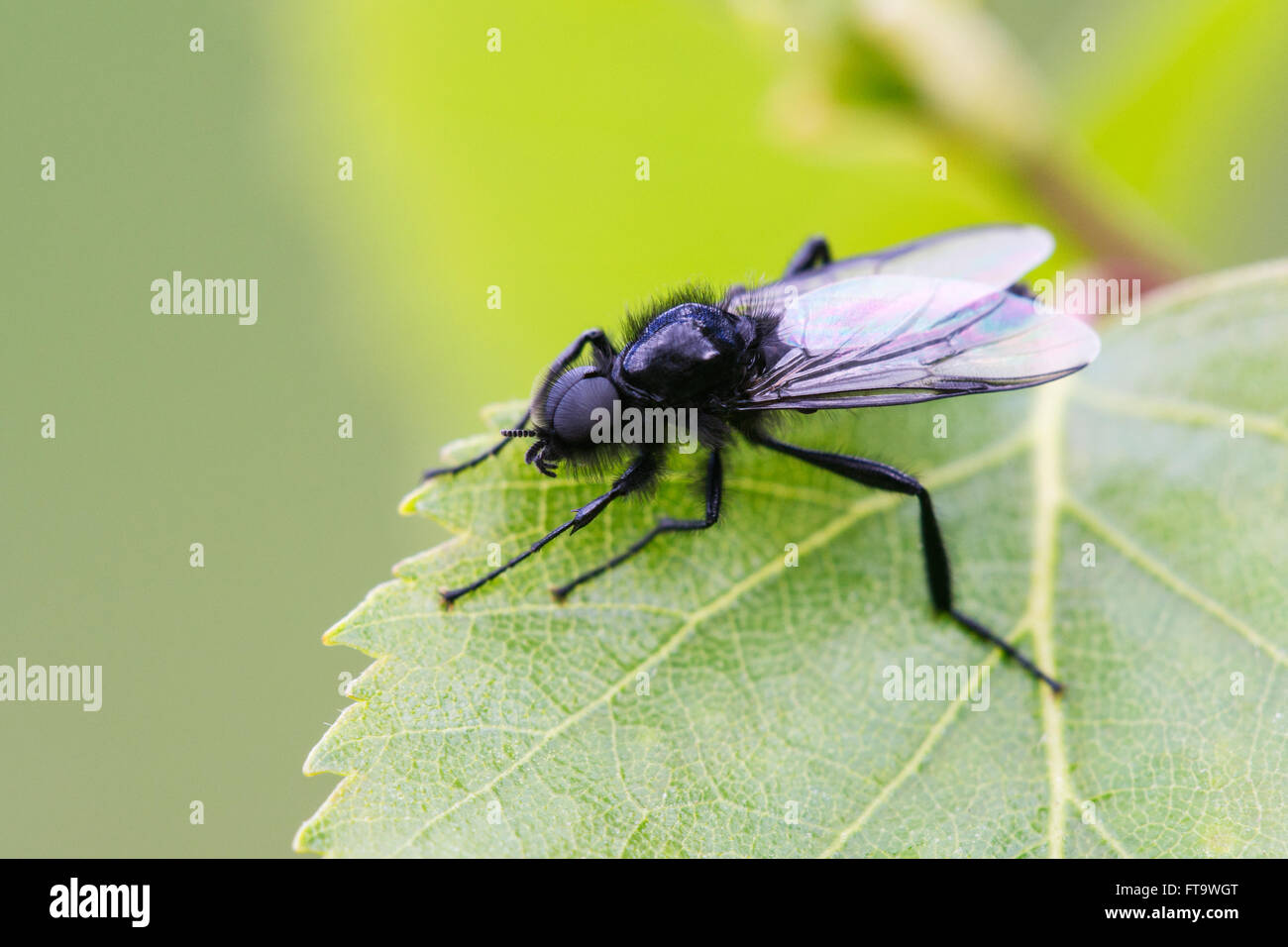 St. Marks Fly Bibio marci adult at rest on Birch leaf Stock Photo - Alamy