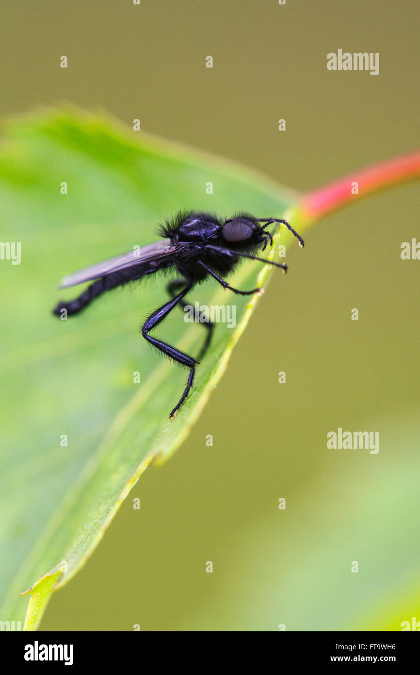 St. Marks Fly Bibio marci adult perched on a Birch leaf Stock Photo - Alamy