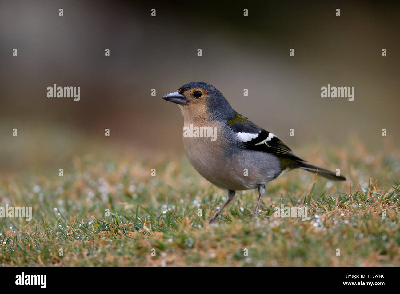 Madeira chaffinch hi-res stock photography and images - Alamy