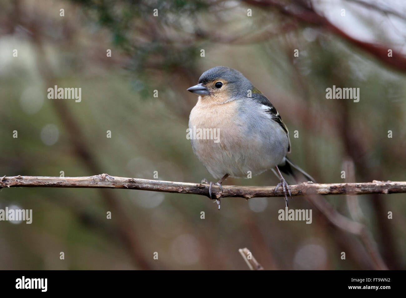 Chaffinch, Fringilla coelebs maderensis, single male on branch, Madeira ...