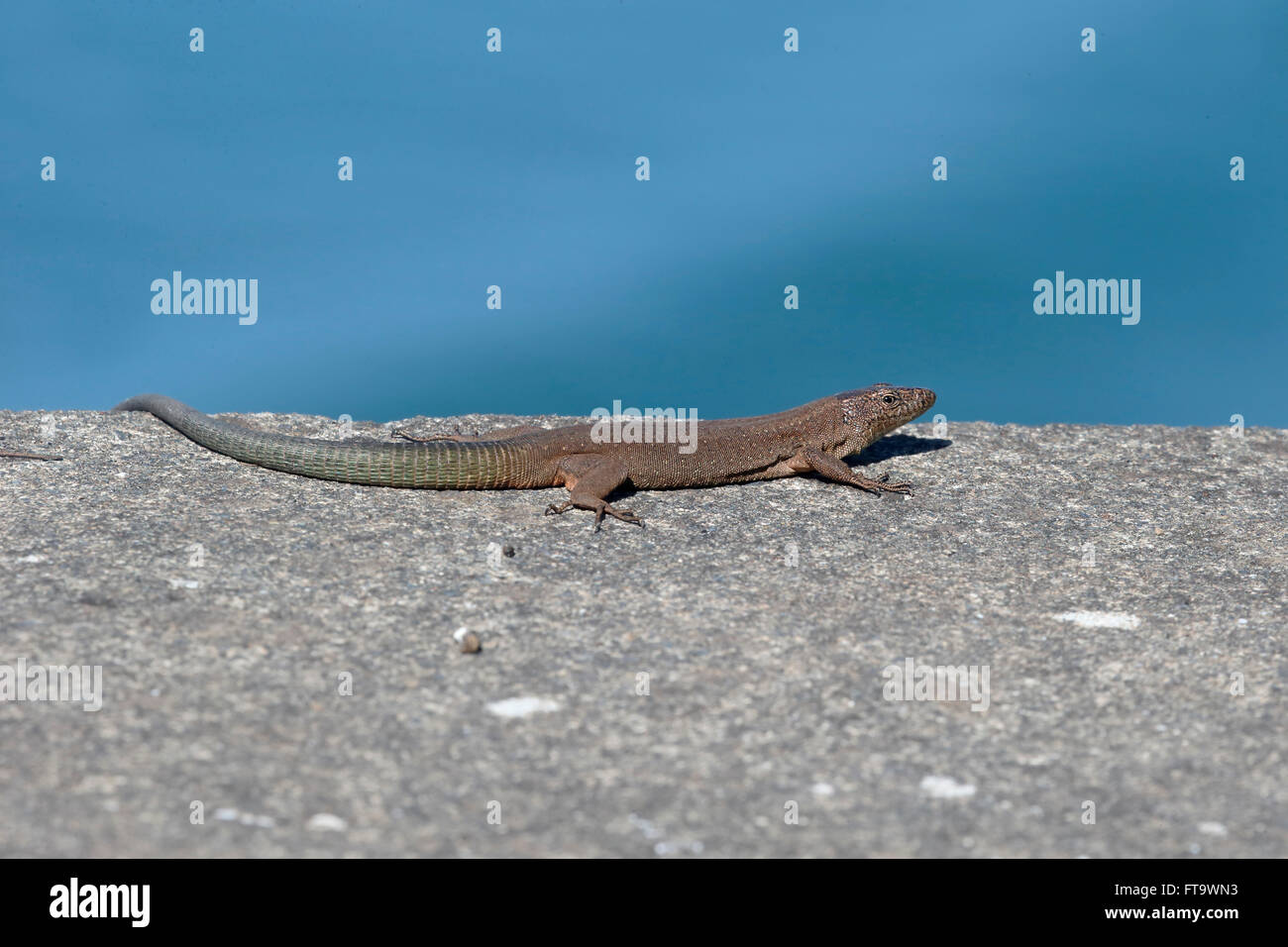 Madeira wall lizard, Lacerta dugesii, single animal on wall, Madeira ...