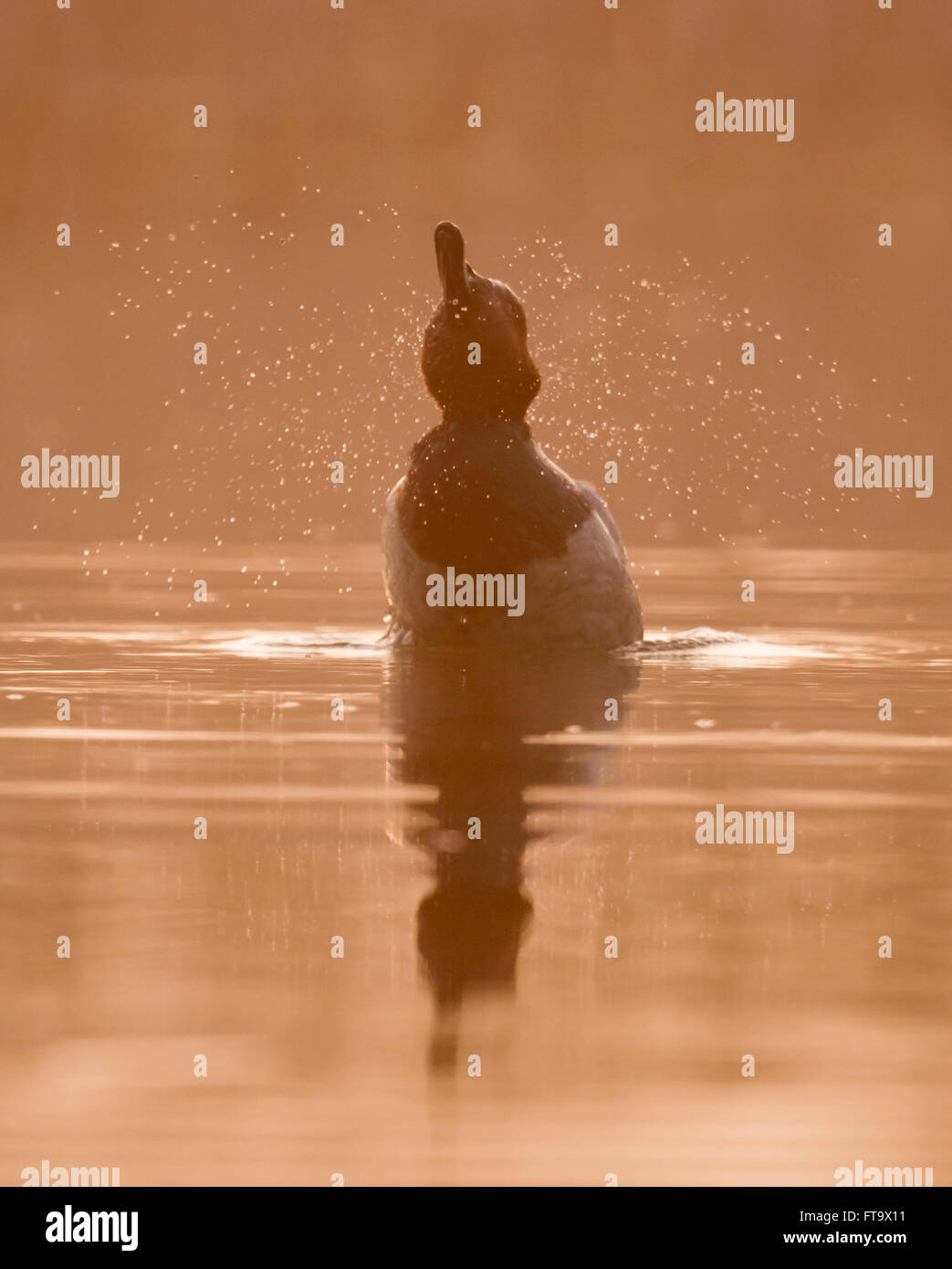 Shaking off excess water hi-res stock photography and images - Alamy