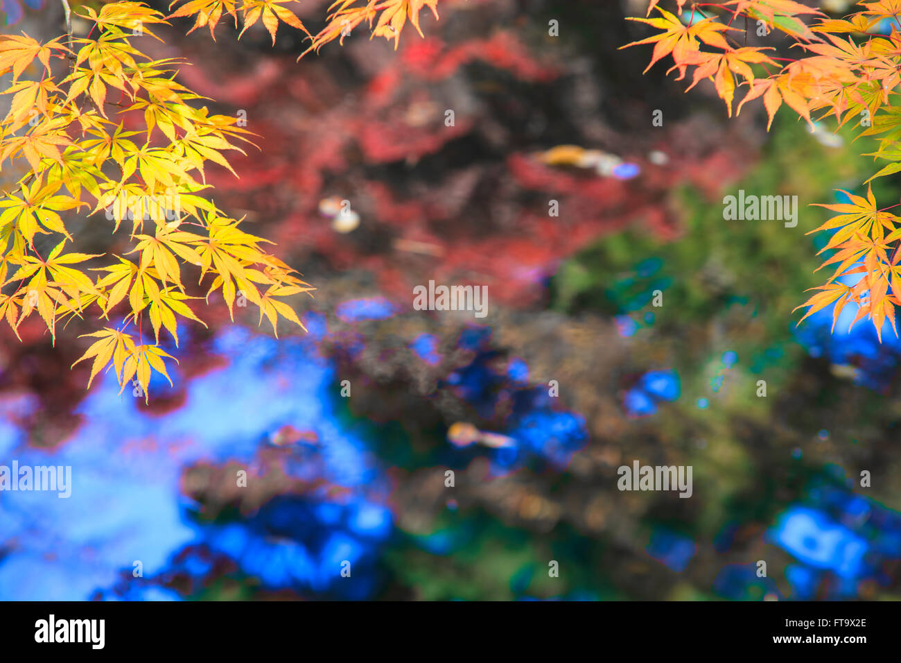 The maple leaf red autumn sunset tree blurred background Stock Photo ...