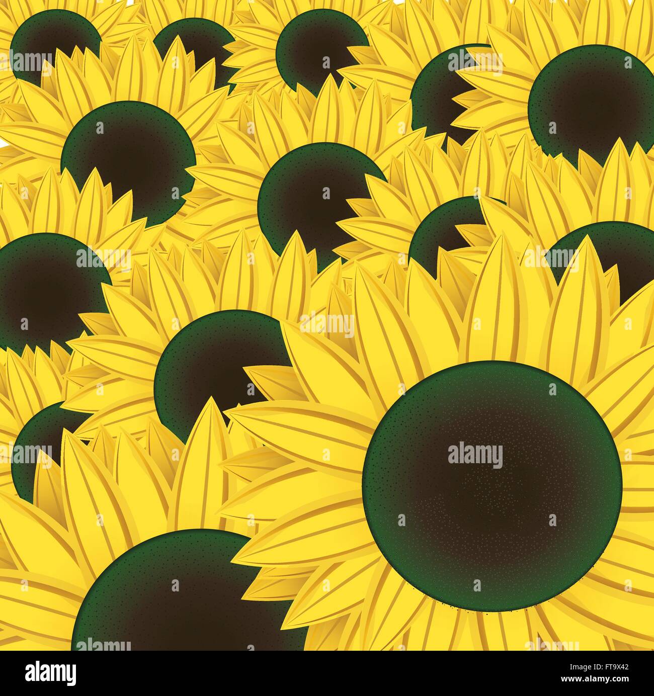 Sunflowers blooming in the garden background vector illustratons Stock ...