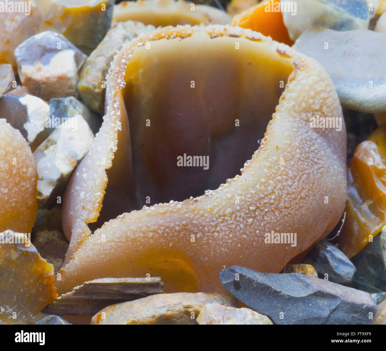 Open cup fungus Stock Photo - Alamy