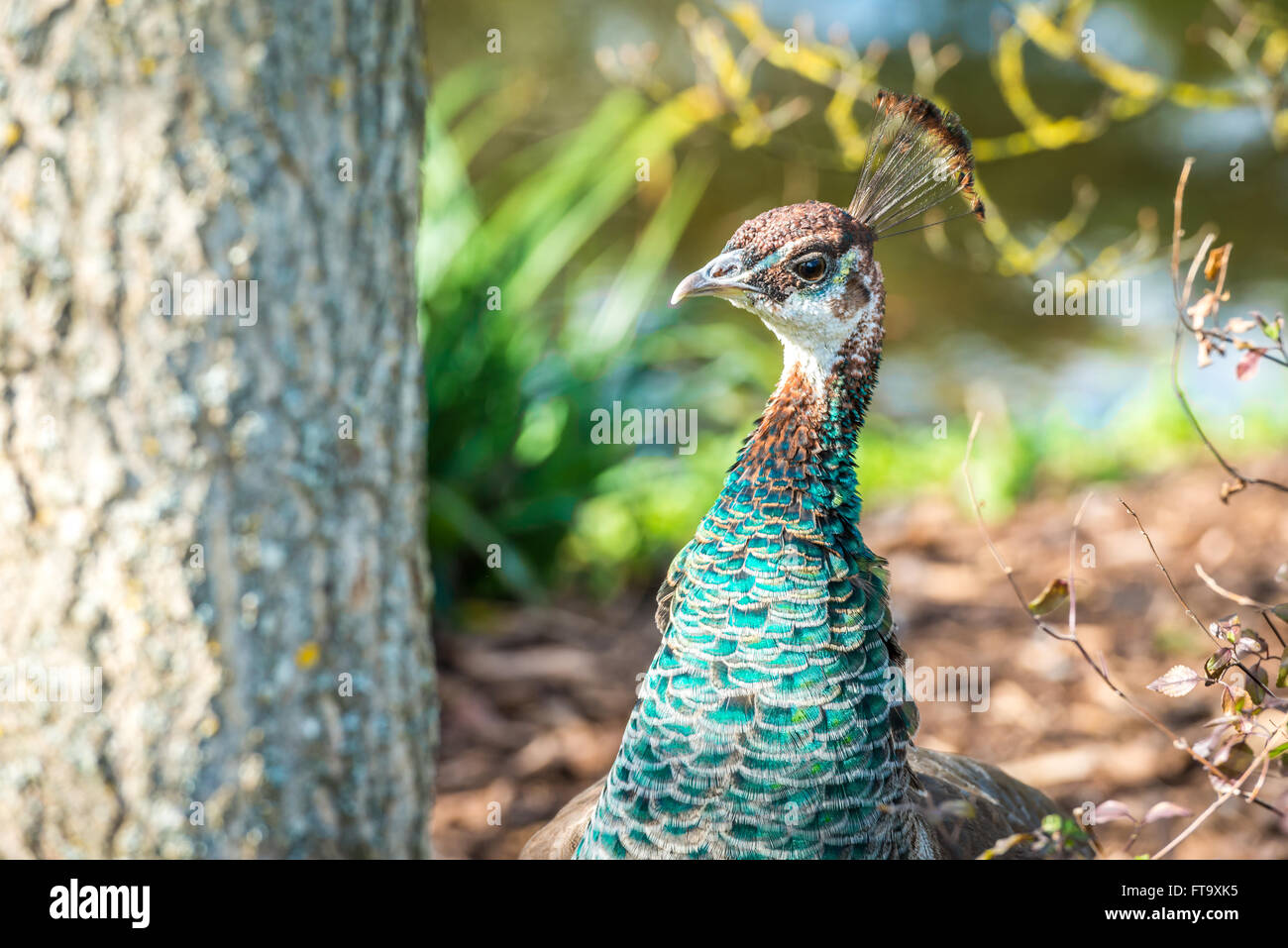 Female peahen hi-res stock photography and images - Alamy