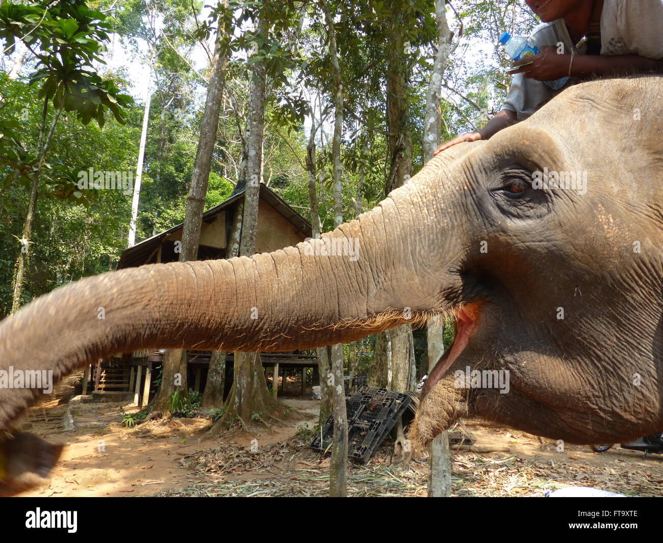 Asian elephant stretching trunk Stock Photo - Alamy