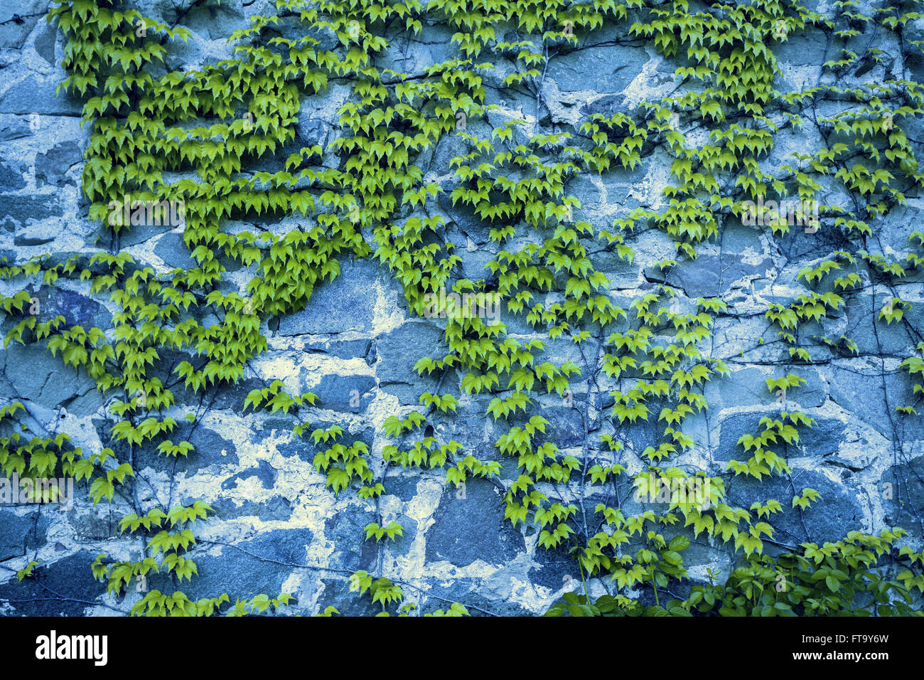 Creeper architecture park wall hi-res stock photography and images - Alamy