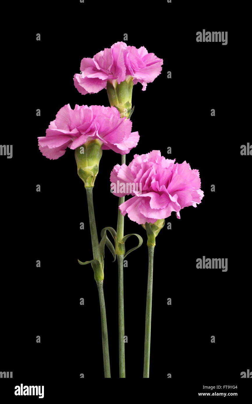 Three gently purple carnations isolated on black background Stock Photo ...