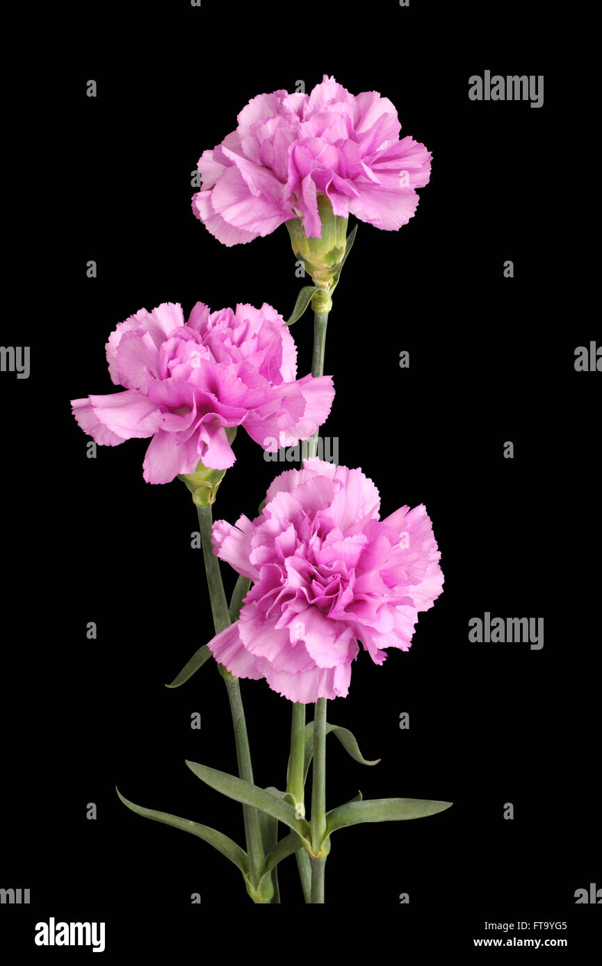 Three gently purple carnations isolated on black background Stock Photo ...