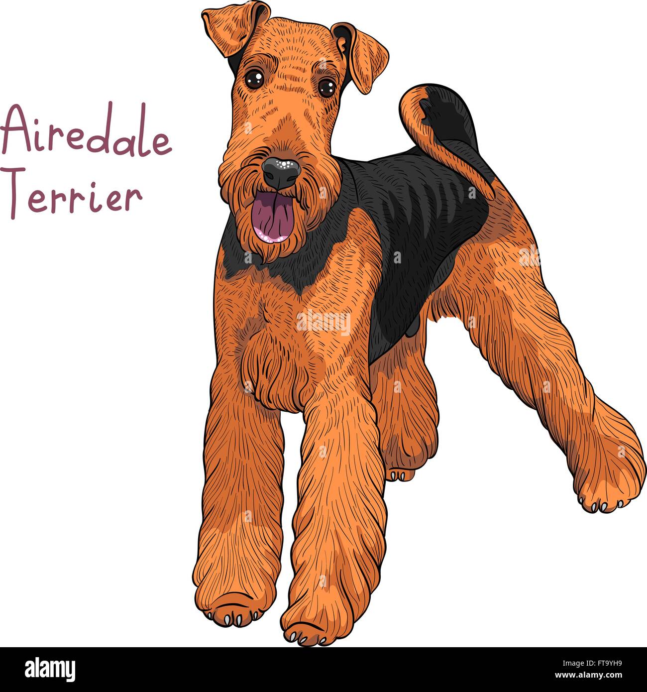 vector sketch dog Airedale Terrier breed Stock Vector Image & Art - Alamy