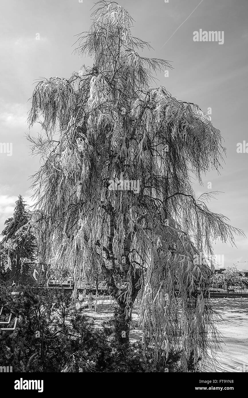 Tree covered with ice hi-res stock photography and images - Alamy