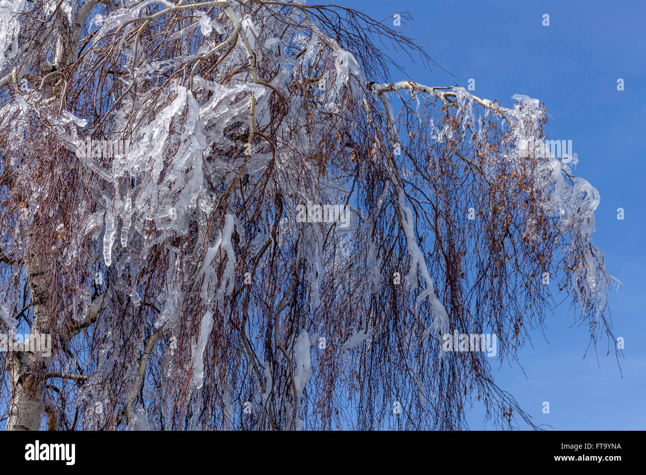 Heavy ice on branches of a tree Stock Photo - Alamy
