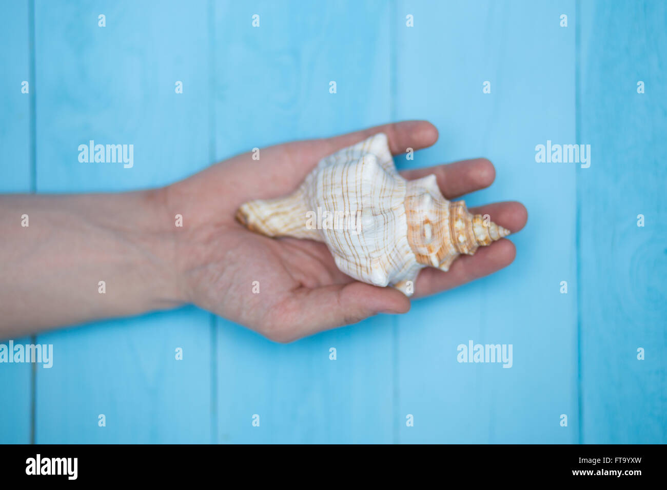 Male fingers hold a seashell on blue wooden background Stock Photo - Alamy