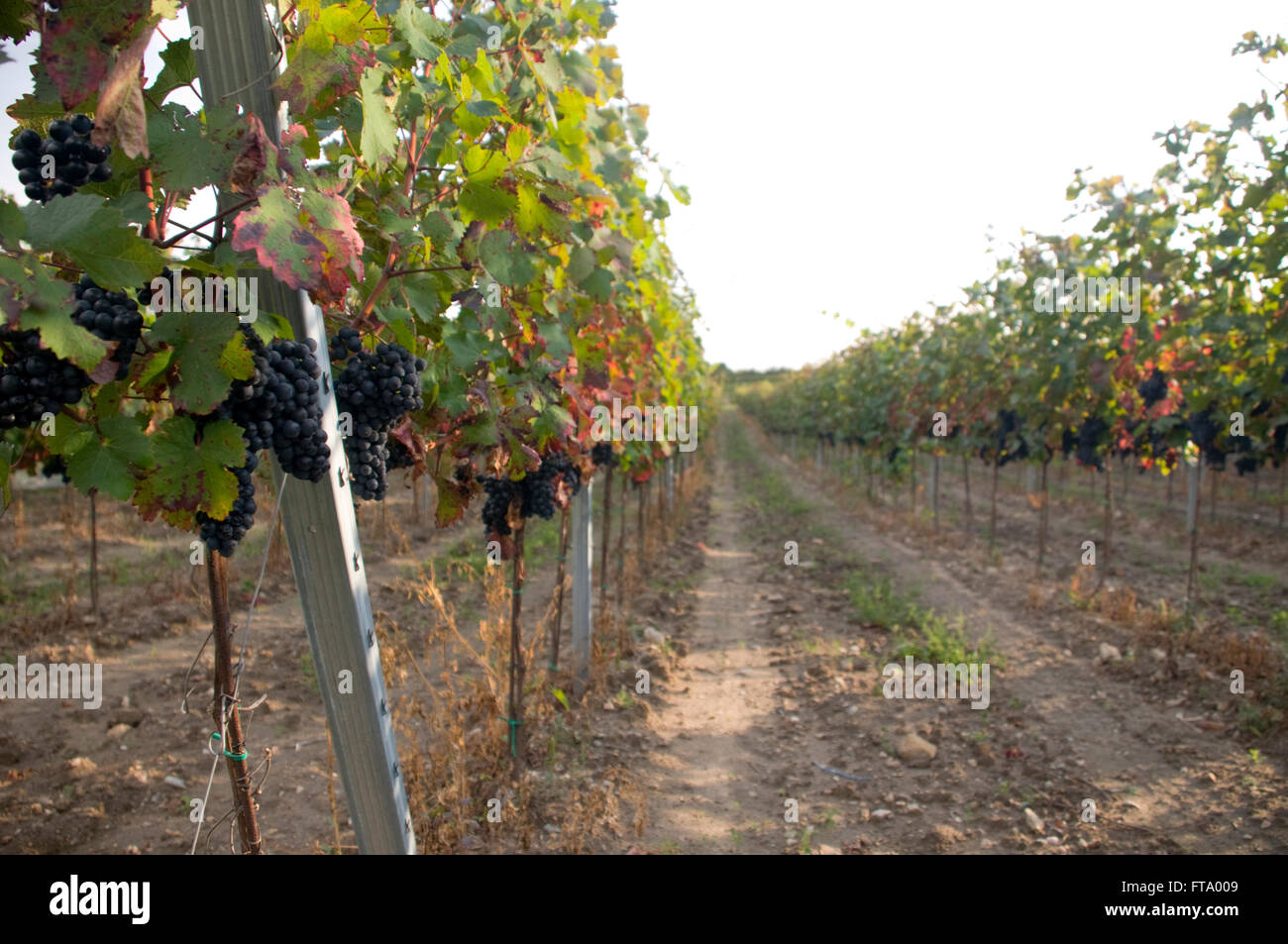 Vineyards of Slovakia Stock Photo - Alamy