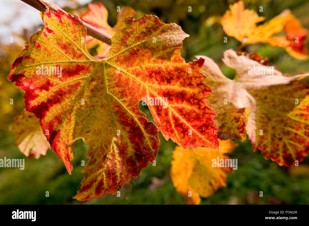 Grapevine leaves hi-res stock photography and images - Alamy