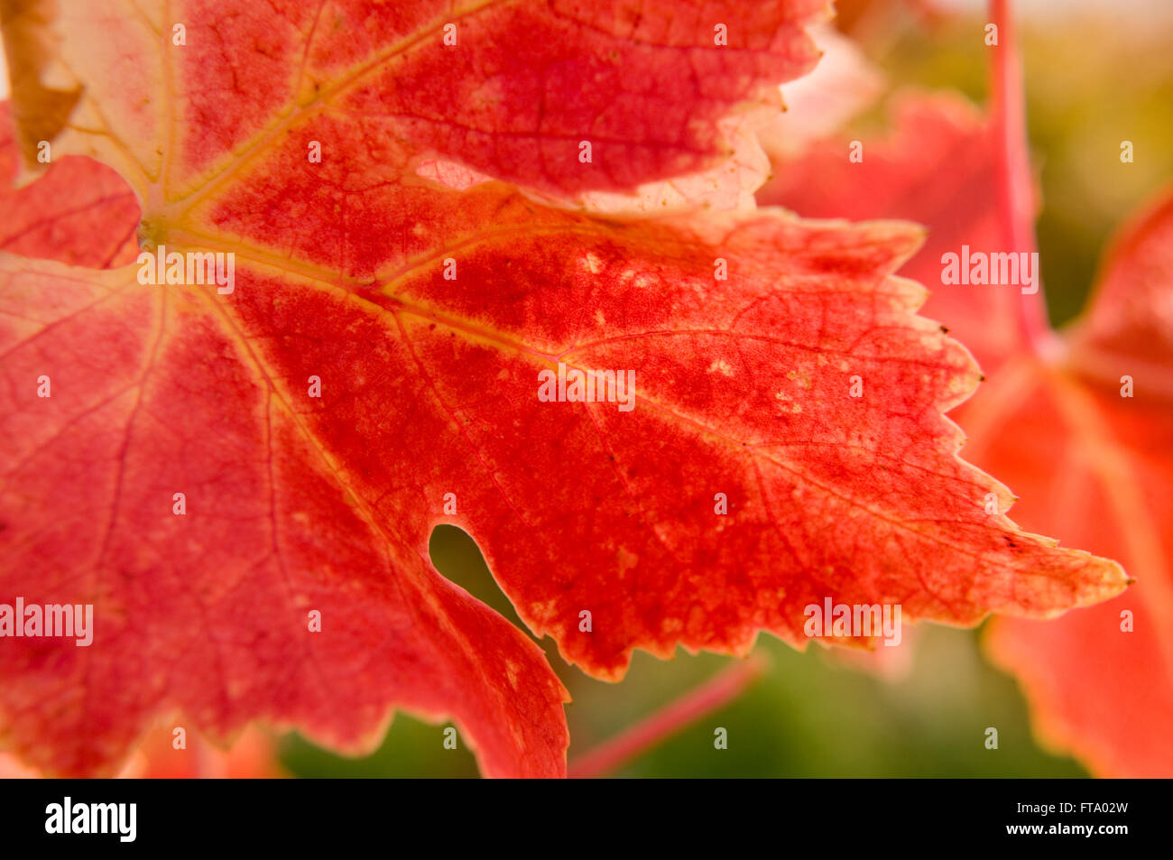 Detail of grapevine leaves Stock Photo - Alamy
