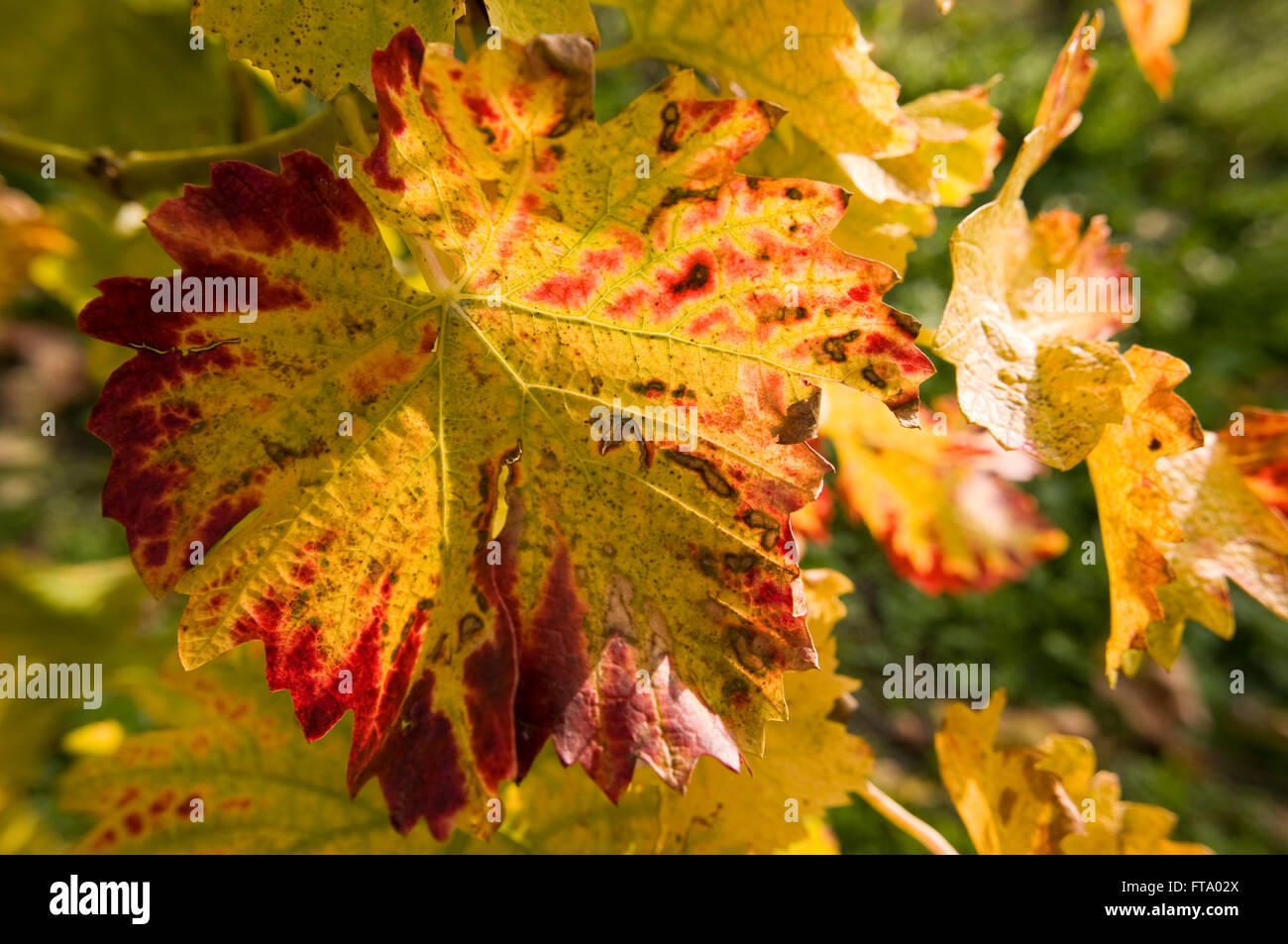Detail of grapevine leaves Stock Photo - Alamy