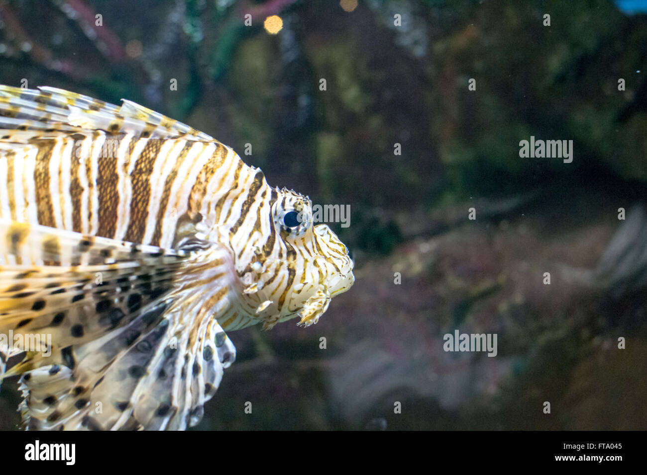 underwater below sea fish water animal reef climate Stock Photo - Alamy