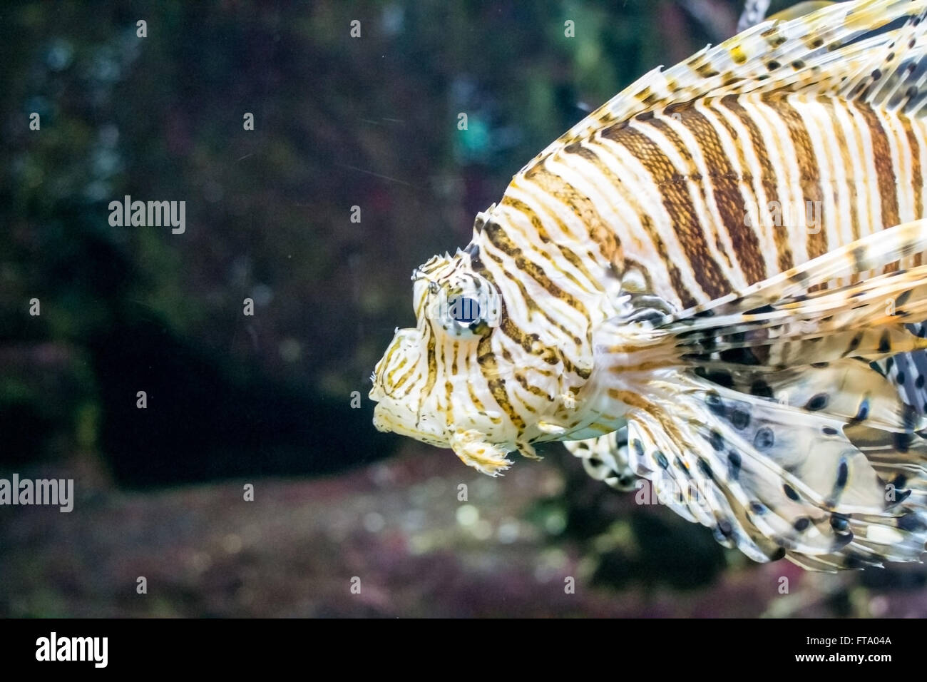 underwater below sea fish water animal reef climate Stock Photo - Alamy