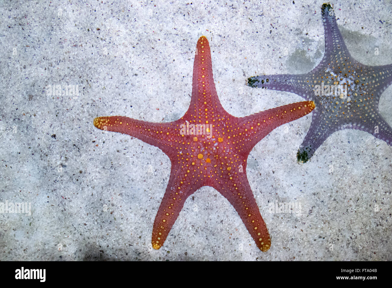 starfish sea water nature animal life color no tropical Stock Photo - Alamy