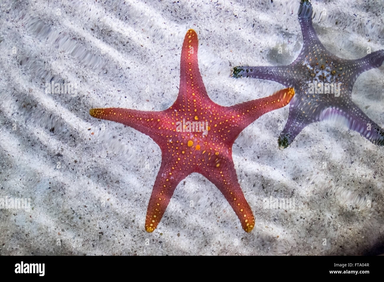 Egypt red sea hurghada starfish hi-res stock photography and images - Alamy