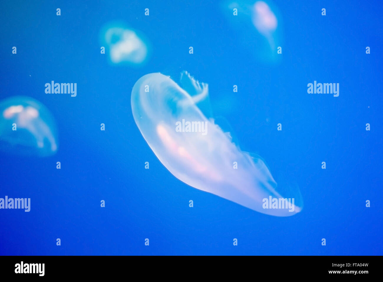 animals underwater jellyfish nature medusa sea diving Stock Photo - Alamy