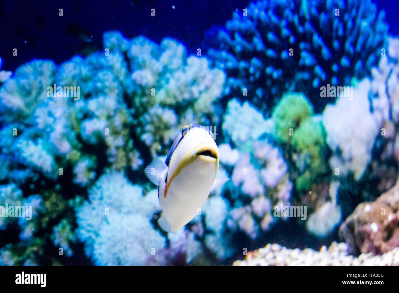 underwater below sea fish water animal reef climate Stock Photo - Alamy